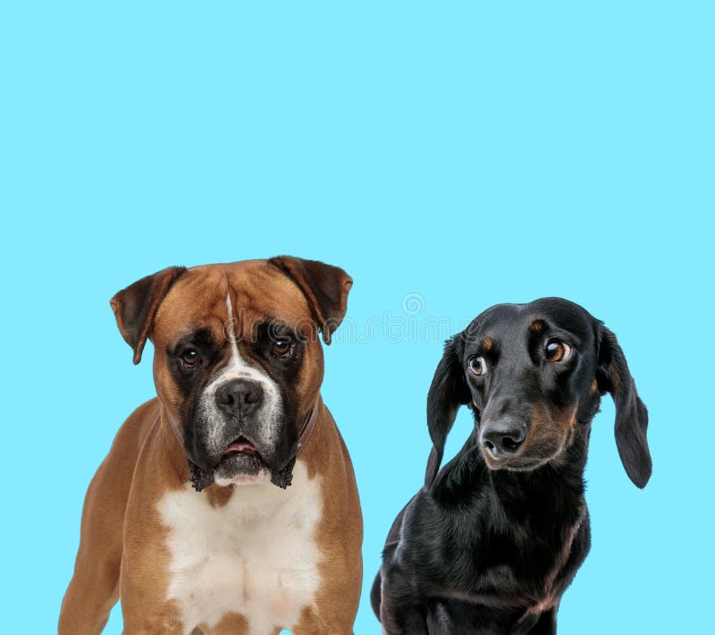 Dutiful Boxer Looking Forward and Shy Tackel Looking at it Stock Image ...
