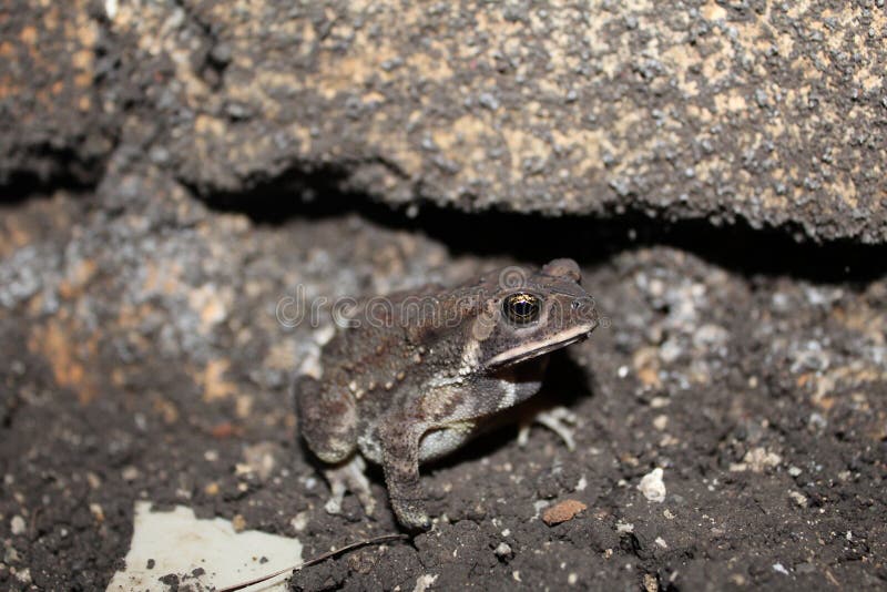 Duttaphrynus Melanostictus is Commonly Called Asian Common Toad, Asian ...