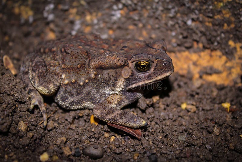 Duttaphrynus Melanostictus is Commonly Called Asian Common Toad, Asian ...