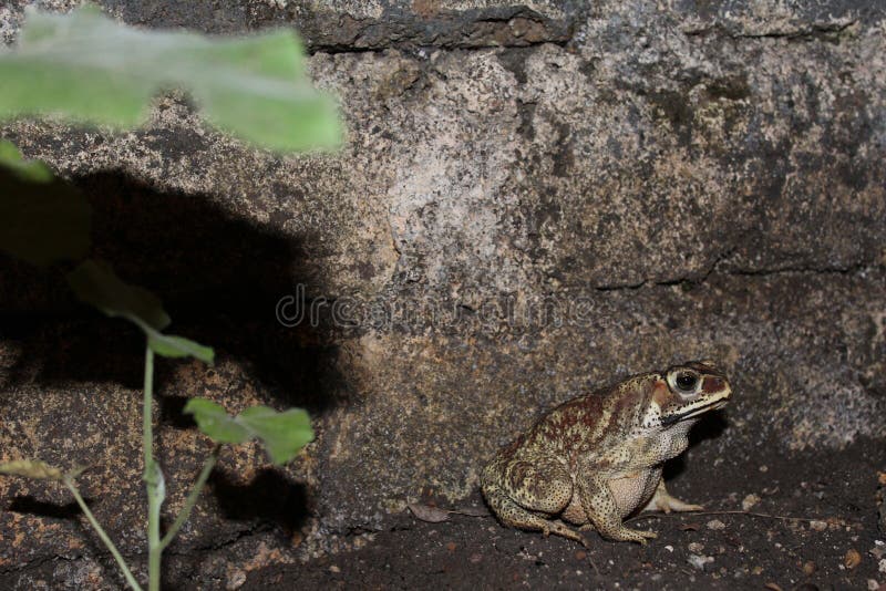 Duttaphrynus Melanostictus is Commonly Called Asian Common Toad, Asian ...
