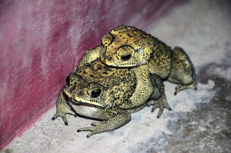 Two Common Indian Toads Mating Inside a Garage. Stock Photo - Image of ...