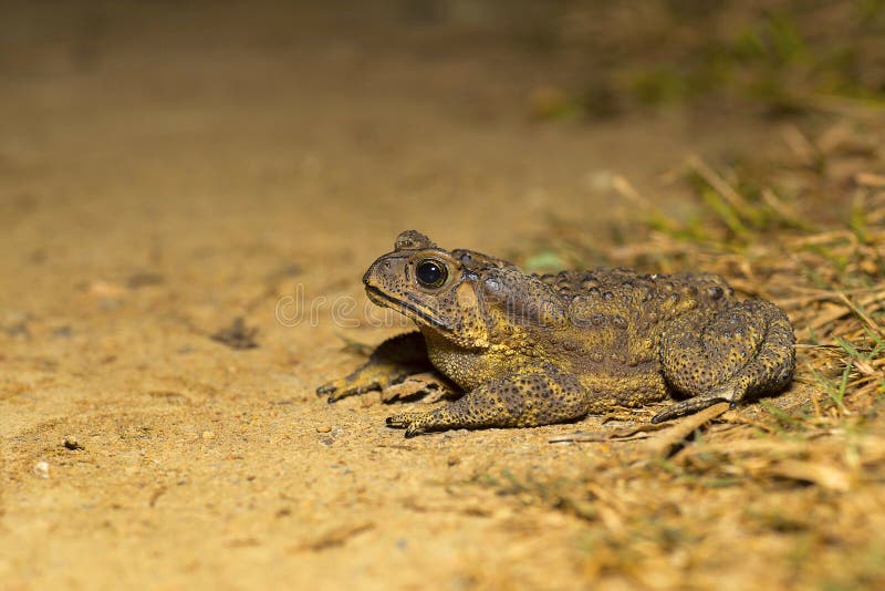 Duttaphrynus Sp., Genus of True Toads Stock Photo - Image of bufo ...