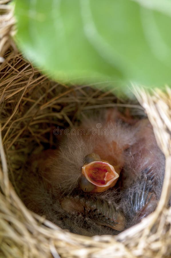 Baby Hoofdvogel En Ei In Een Nest Stock Afbeelding - Afbeelding ...
