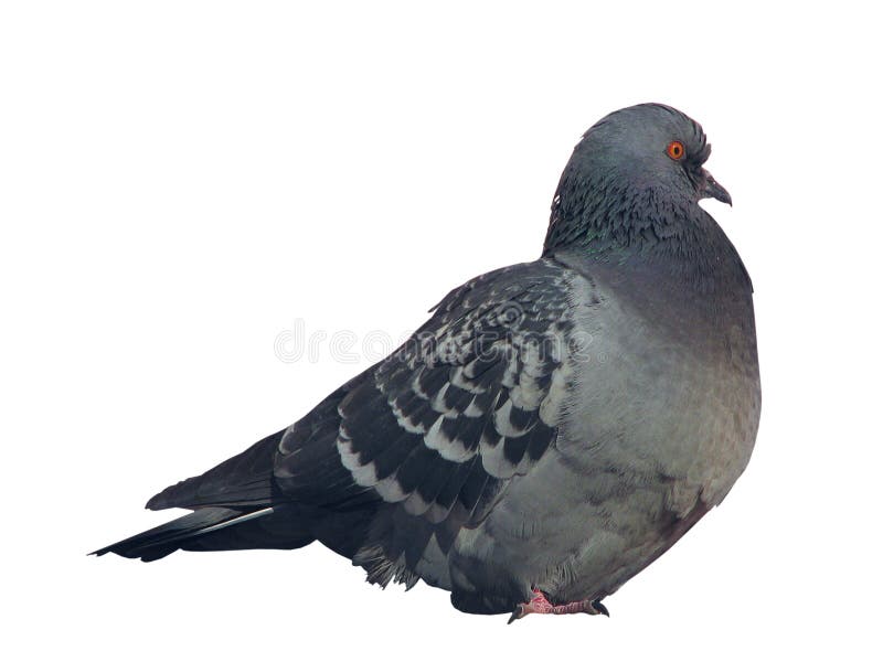 Duva 03 arkivfoto. Bild av symbol, grön, fred, isolerat - 3799762