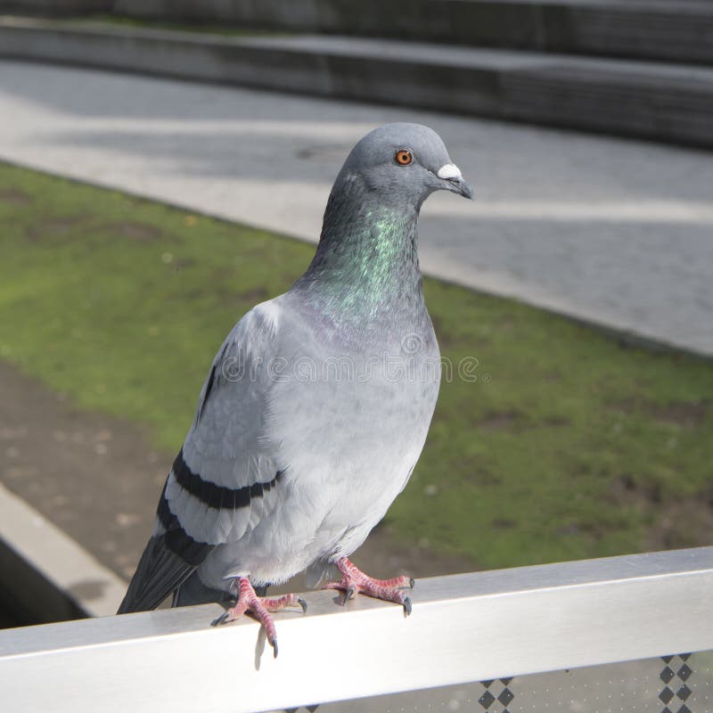 Duva fotografering för bildbyråer. Bild av fjädrar, ögon - 102204251