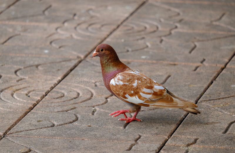 Duva arkivfoto. Bild av stänga, parkera, fjäder, ursnyggt - 104233142