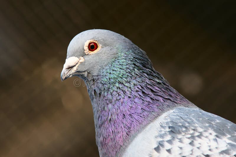 Wild duva arkivfoto. Bild av buske, ägg, vitt, vingar - 19487130