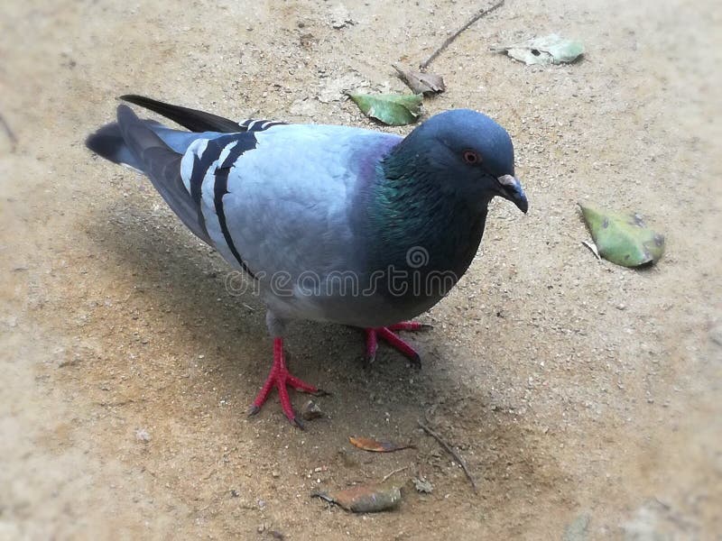 Duva fotografering för bildbyråer. Bild av jordning - 121415199