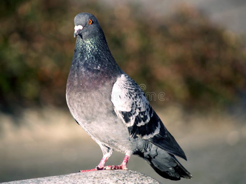 Wild duva arkivfoto. Bild av buske, ägg, vitt, vingar - 19487130