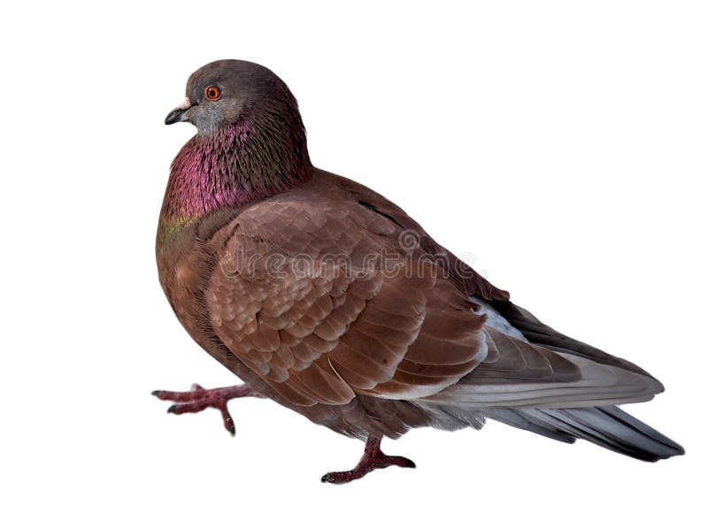 Duva arkivfoto. Bild av urklipp, plattform, stängning - 24797304