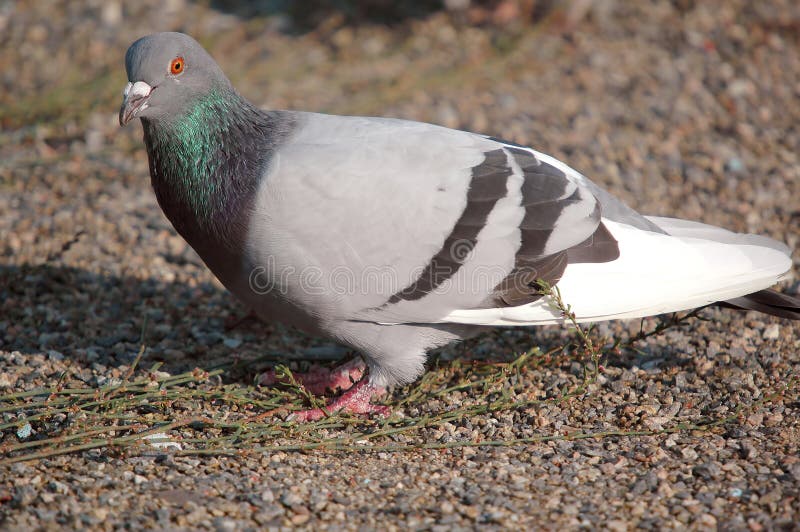 Duvhöna 2 fotografering för bildbyråer. Bild av natur, stad - 276593