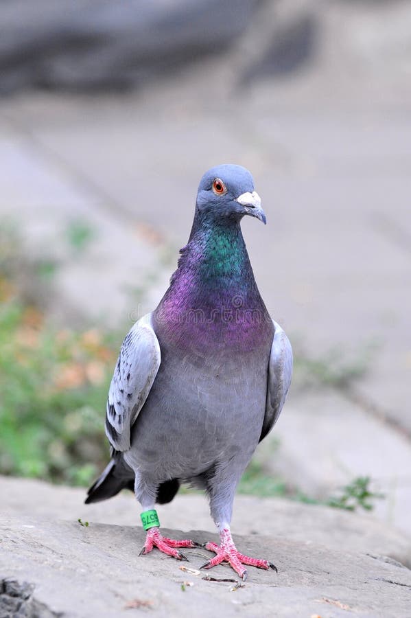 Skogsduva fotografering för bildbyråer. Bild av utomhus - 8089255