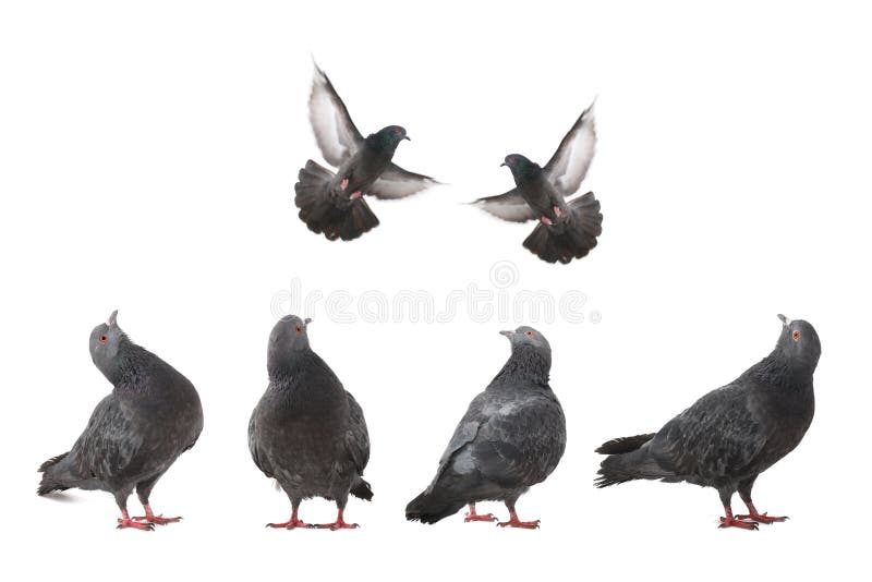 Duva fotografering för bildbyråer. Bild av hoppas, fluga - 32230585