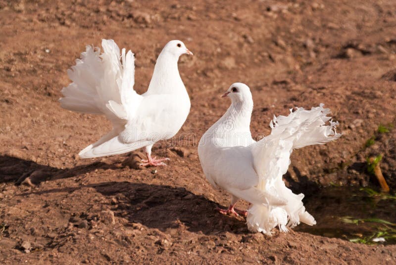 Duva arkivfoto. Bild av kanon, angus, duva, symboliskt - 34448316