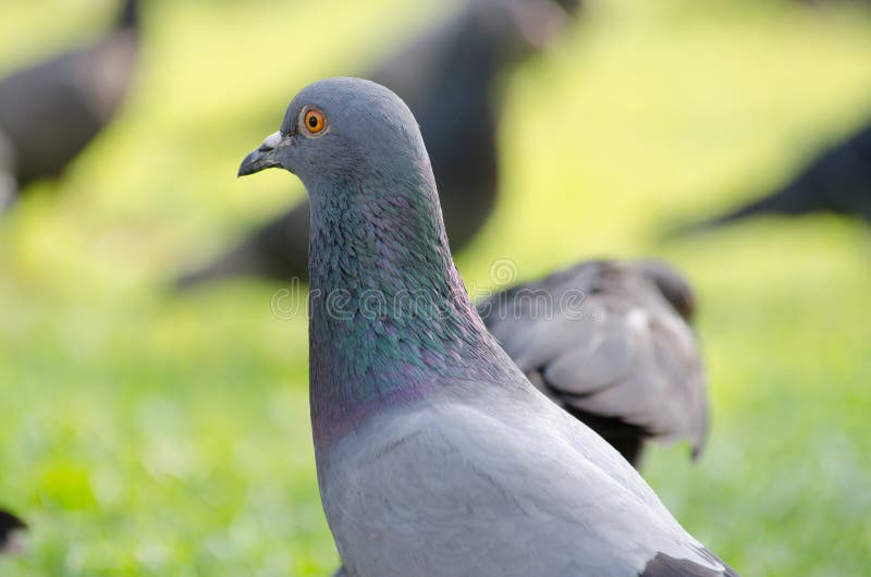 Duva arkivfoto. Bild av natur, plattform, kanal, duva - 56180298