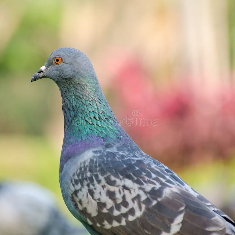 Duva arkivfoto. Bild av natur, plattform, kanal, duva - 56180298
