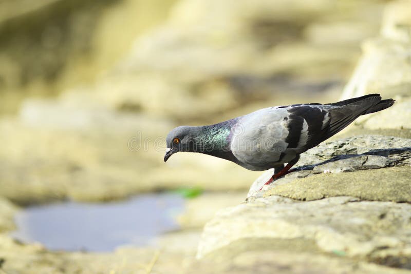 Duva arkivfoto. Bild av fauna, duva, parkera, djurliv - 47335240