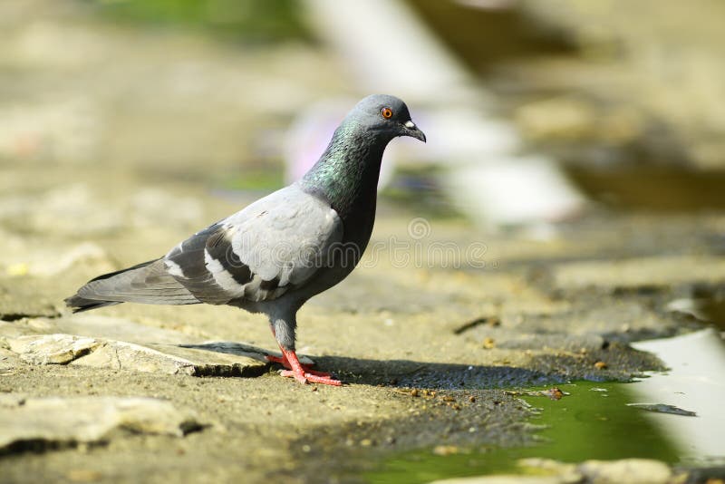 Duva arkivfoto. Bild av fauna, duva, parkera, djurliv - 47335240