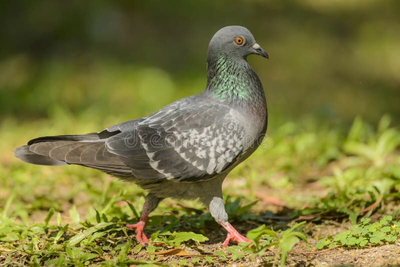 Duva arkivfoto. Bild av fauna, duva, parkera, djurliv - 47335240