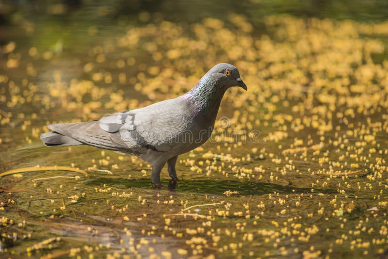 Duva arkivfoto. Bild av fauna, duva, parkera, djurliv - 47335240
