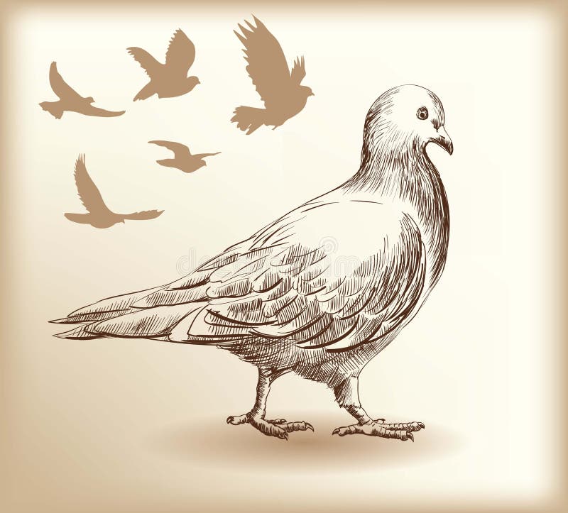 Duva vektor illustrationer. Illustration av natur, skissa - 50297837