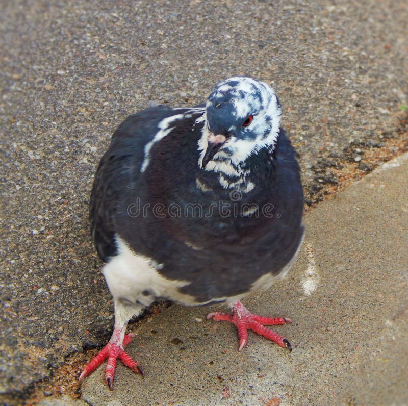 Duva fotografering för bildbyråer. Bild av natur, härlig - 53449935