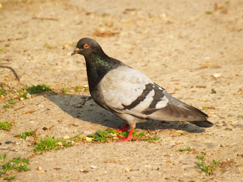 Duva fotografering för bildbyråer. Bild av soligt, duva - 55141641