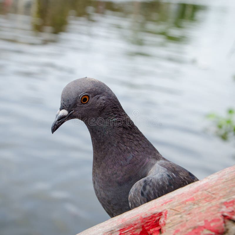 Duva fotografering för bildbyråer. Bild av vatten, trä - 56182033