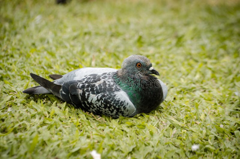 Duva arkivfoto. Bild av natur, plattform, kanal, duva - 56180298
