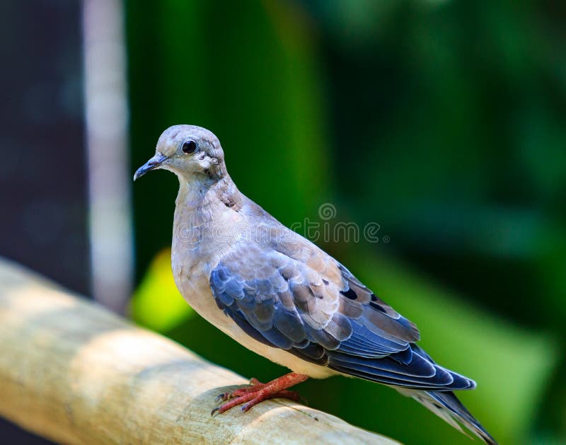 Duva fotografering för bildbyråer. Bild av natur, exotiskt - 59308451