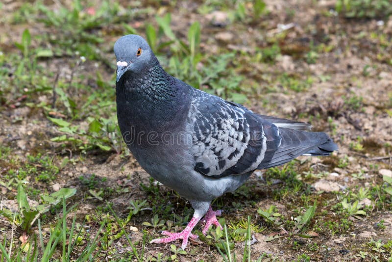 Duva arkivfoto. Bild av livstid, beta, natur, skövling - 66631040