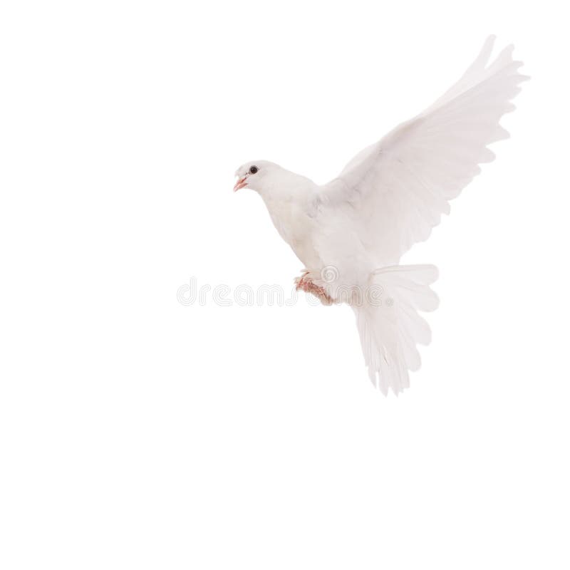 Duva fotografering för bildbyråer. Bild av alon, alkyds - 15788143