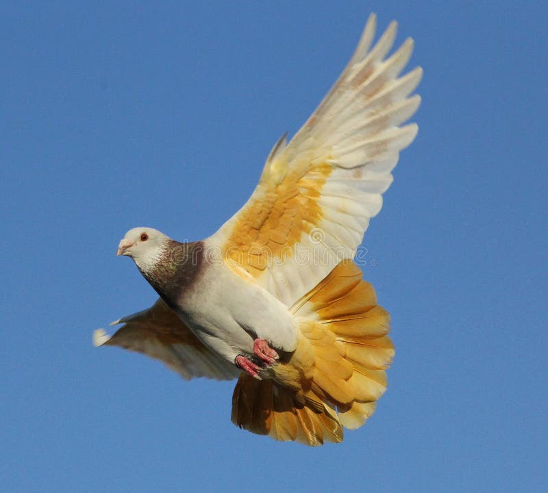 Duva fotografering för bildbyråer. Bild av duva, angus - 88019989