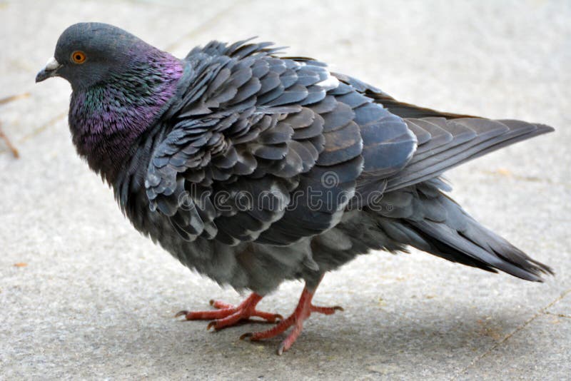 Duva fotografering för bildbyråer. Bild av svart, medf8ort - 90252099