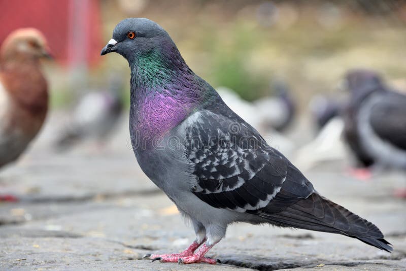 Duva fotografering för bildbyråer. Bild av natur, jordning - 91037799