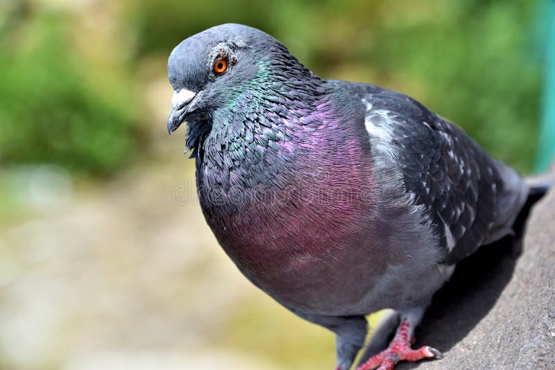 Duva fotografering för bildbyråer. Bild av natur, jordning - 91037799