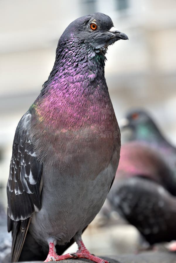 Duva fotografering för bildbyråer. Bild av natur, jordning - 91037799