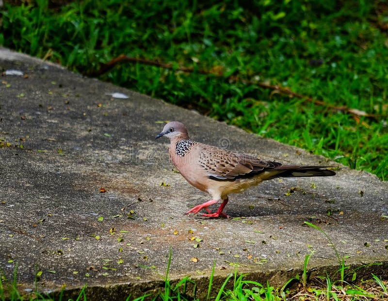 Duva arkivfoto. Bild av stänga, parkera, fjäder, ursnyggt - 104233142