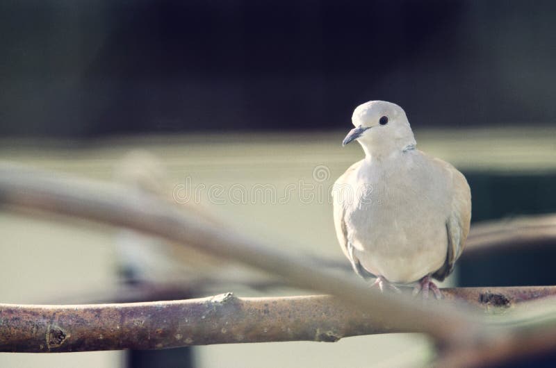 Duva fotografering för bildbyråer. Bild av bili - 102204251