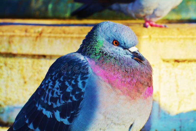 En Duva, Symbol Av Den Heliga Anden Arkivfoto - Bild av vinge, härlig ...