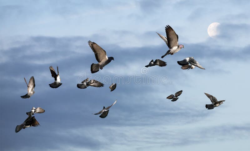 Duvor Som Flyger Till Solen Arkivfoto - Bild av resa, grupp: 51158718 Duvor Som Flyger Till Solen Arkivfoto - Bild av resa, grupp: 51158718