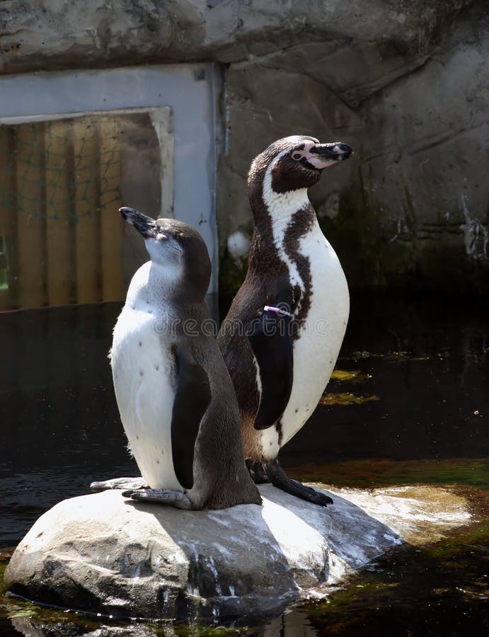 Dwa Pingwiny Mały I Duży Ptak Samiec I Kobieta Pingwin Królewiątko ...