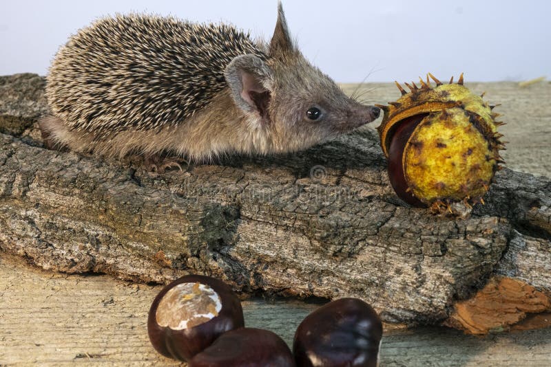 Hedgehog On Brown Tree Picture. Image: 110248541