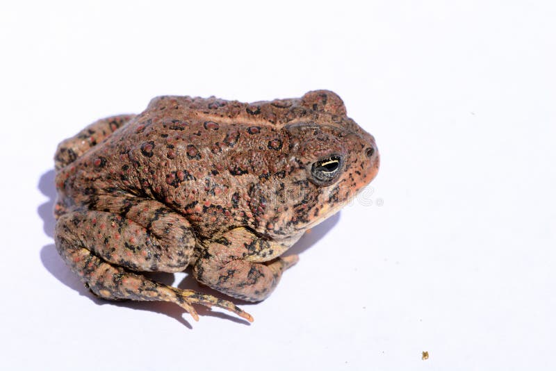 Dwarf American Toad stock photo. Image of cool, dwarf - 69165206