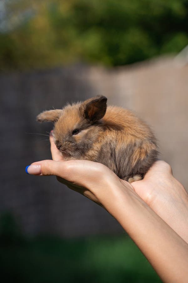 Dwarf Angora Rabbit Sit on a Woman S Hand on a Sunny Day before Easter ...