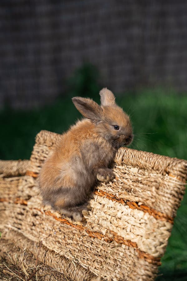 Dwarf Angora Rabbit Sitting on a Wicker Basket on a Sunny Day before ...