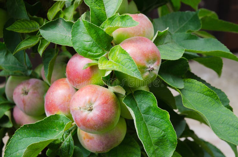 Dwarf apple stock photo. Image of gardening, freshness - 32886380