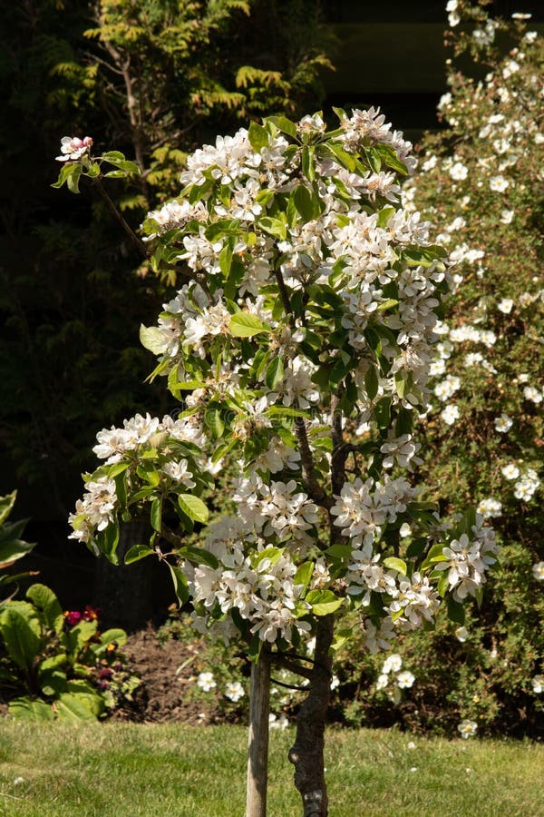 374 Dwarf Apple Tree Garden Stock Photos - Free & Royalty-Free Stock ...
