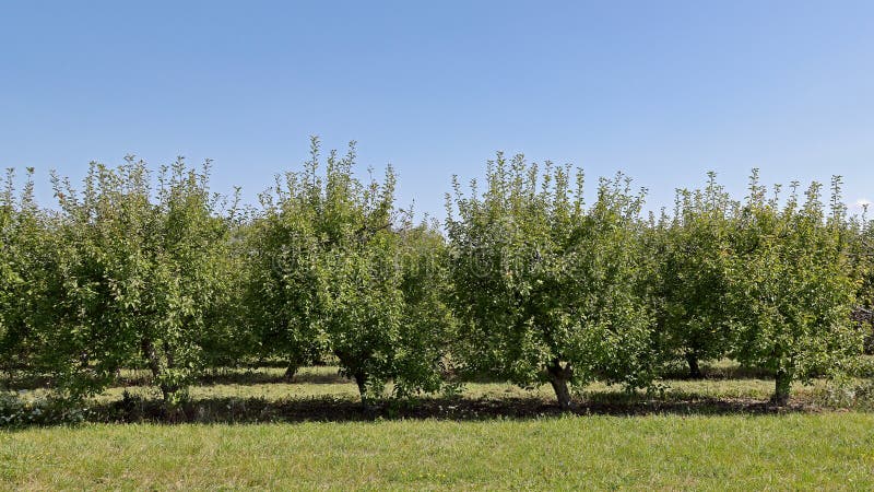 Dwarf Apple Trees at the Edge of an Orchard Stock Image - Image of ...