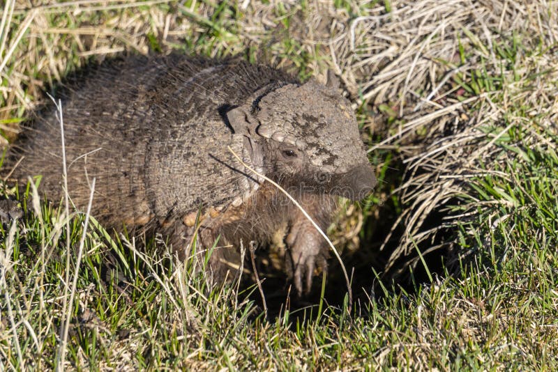 Dwarf Armadillo Coming Out from Its Underground Nest Stock Image ...